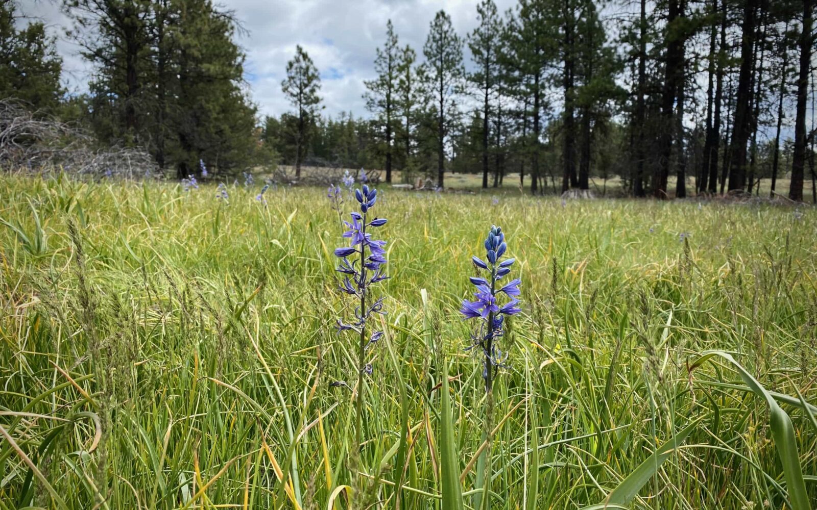 Big Summit Prairie / Gravel Ride Guide by Dirty Freehub