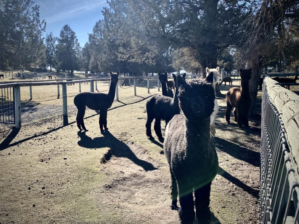 Alpaca / Gravel Ride Guide by Dirty Freehub