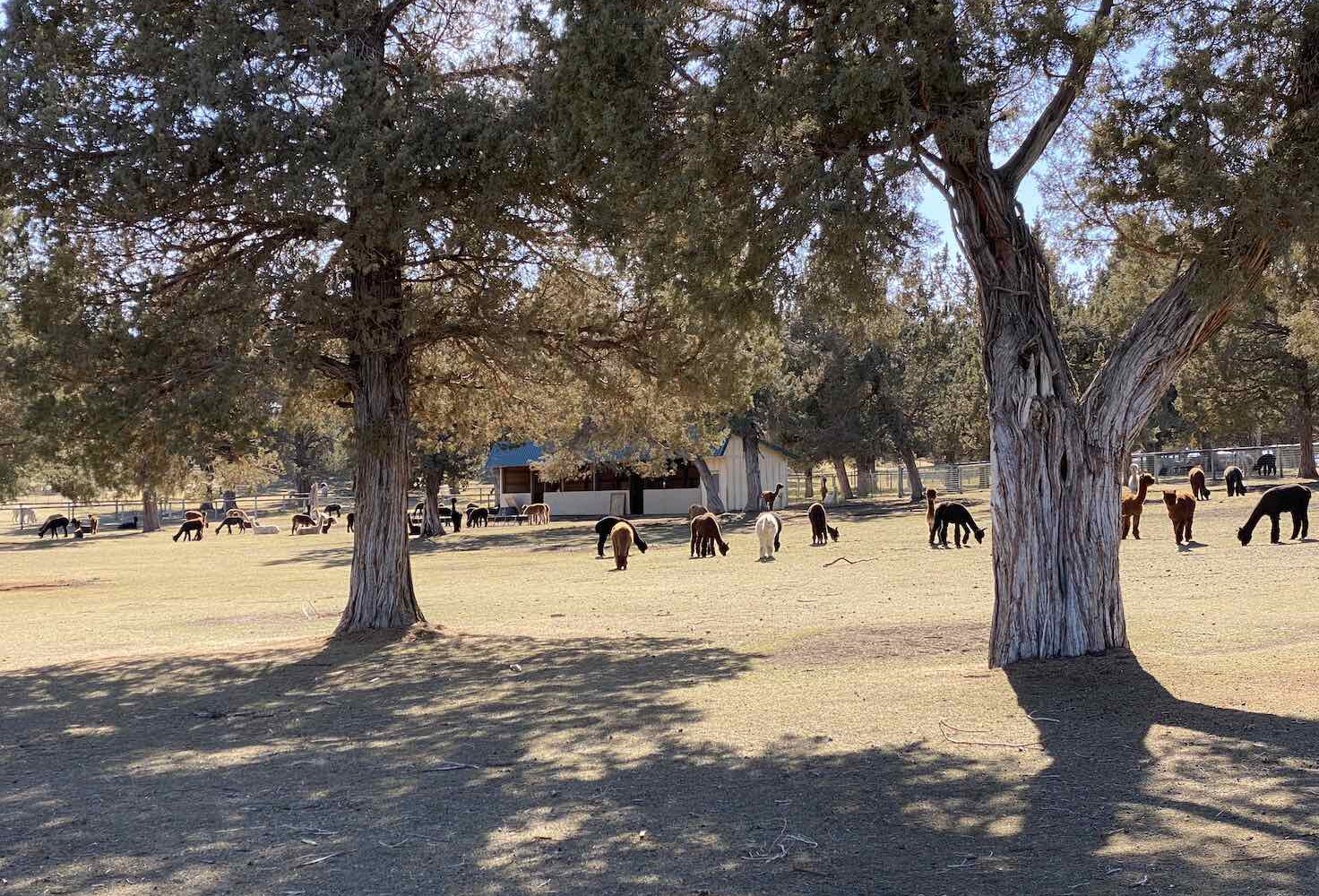 Alpaca / Gravel Ride Guide by Dirty Freehub