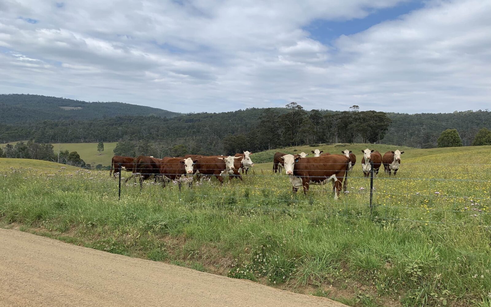 Wattle & Water / Gravel Ride Guide by Dirty Freehub