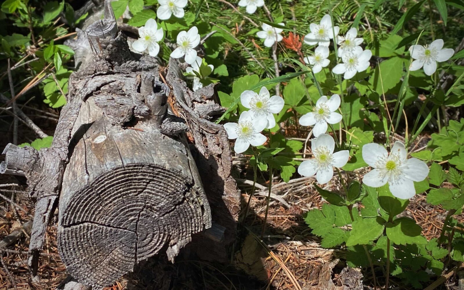 Bennett Pass / Gravel Ride Guide by Dirty Freehub