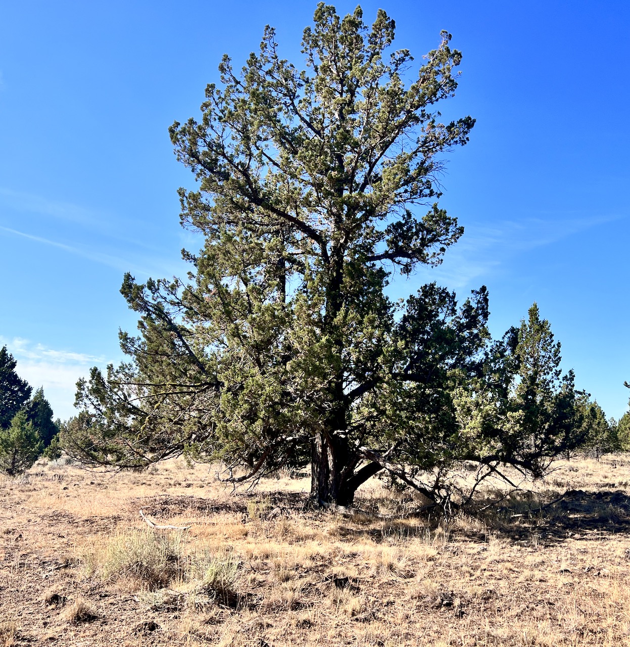Cowboy Preacher / Gravel Ride Guide by Dirty Freehub