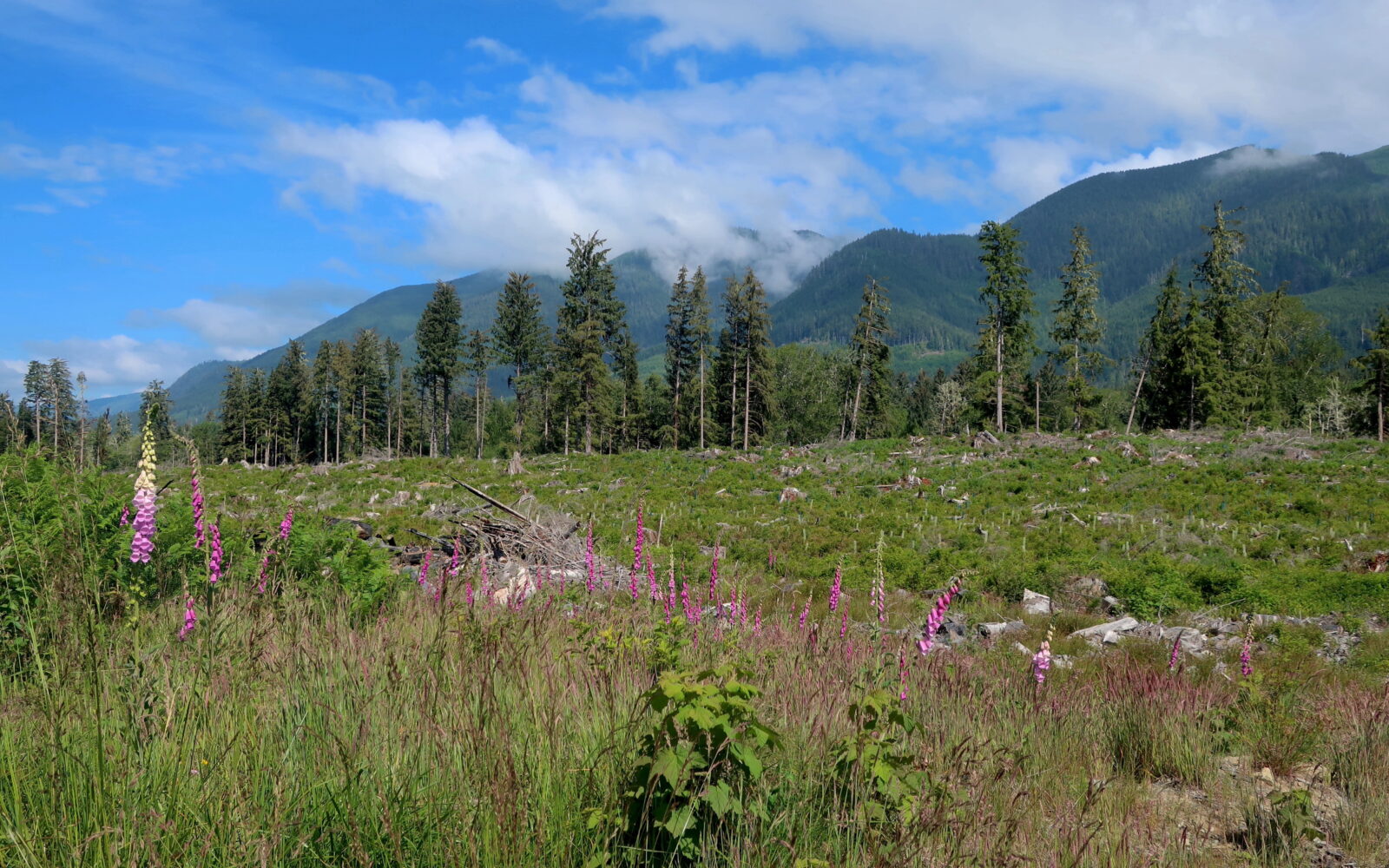 Big & Small Trees Loop Gravel Route by Dirty Freehub