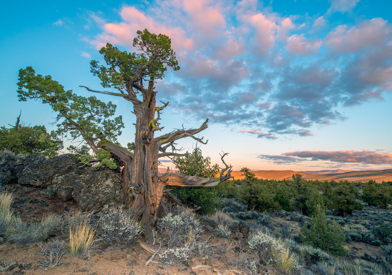 Controversial Juniper Trees - Dirty Freehub