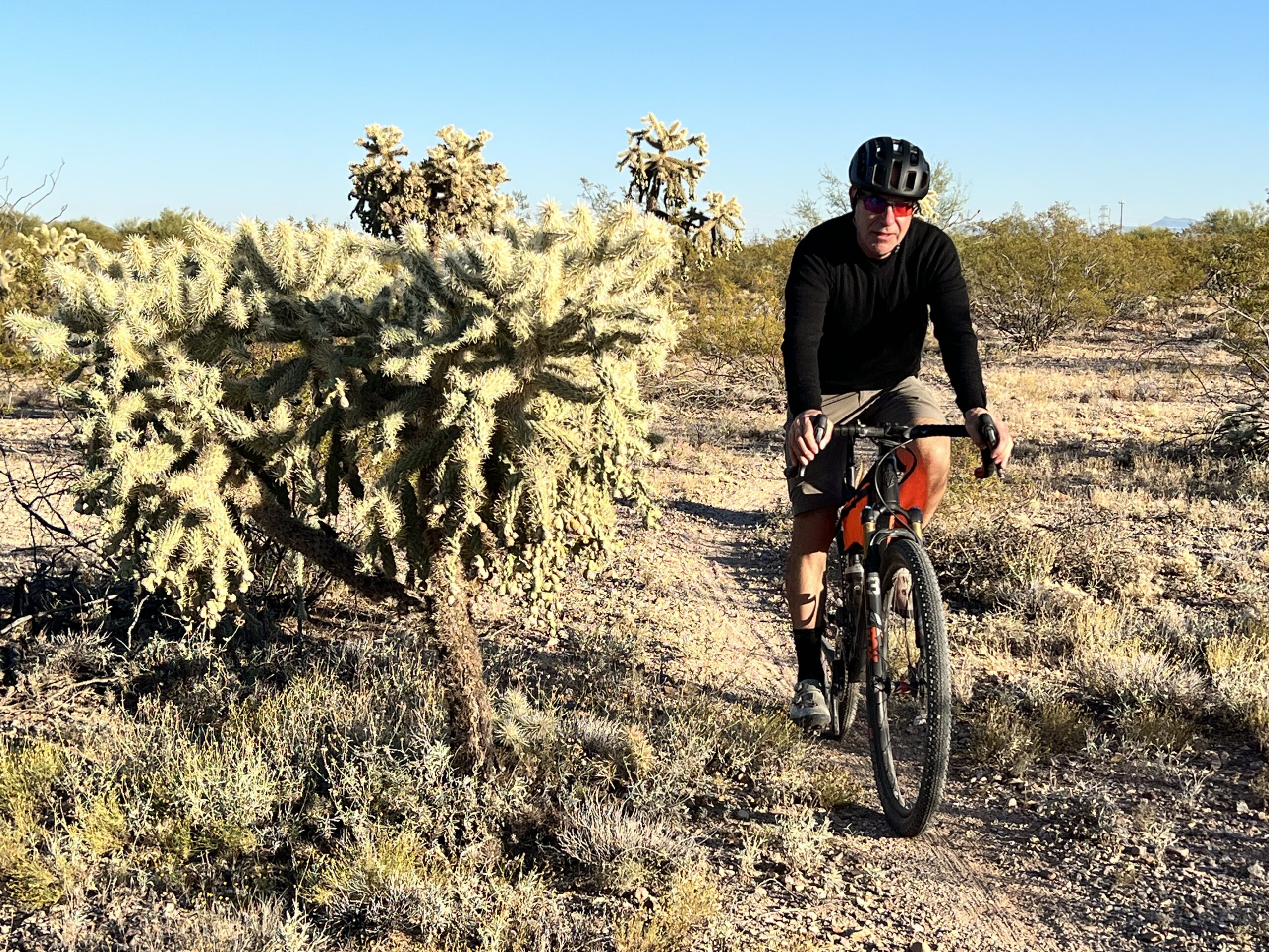 Jumping Cholla: Does This Cacti Really Jump? - Dirty Freehub