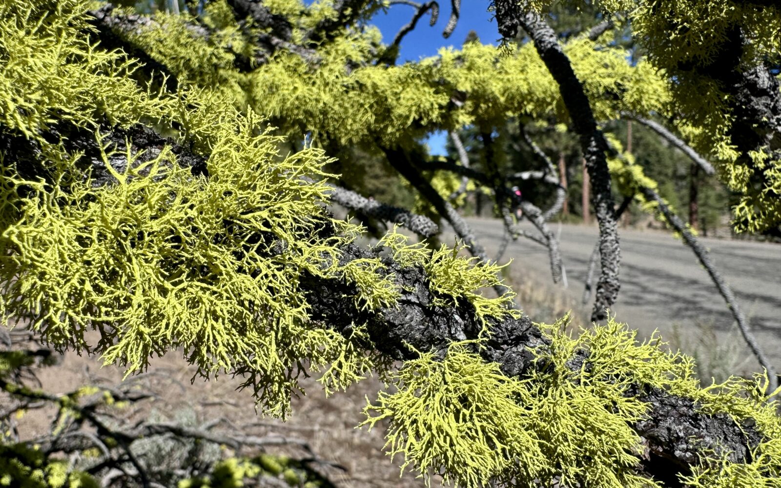 Drake Peak Lookout / Gravel Ride Guide by Dirty Freehub